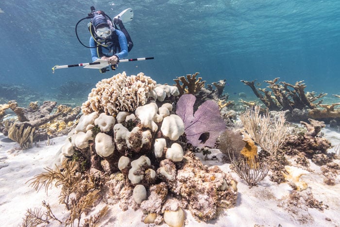 Coral Bleaching Awareness Month