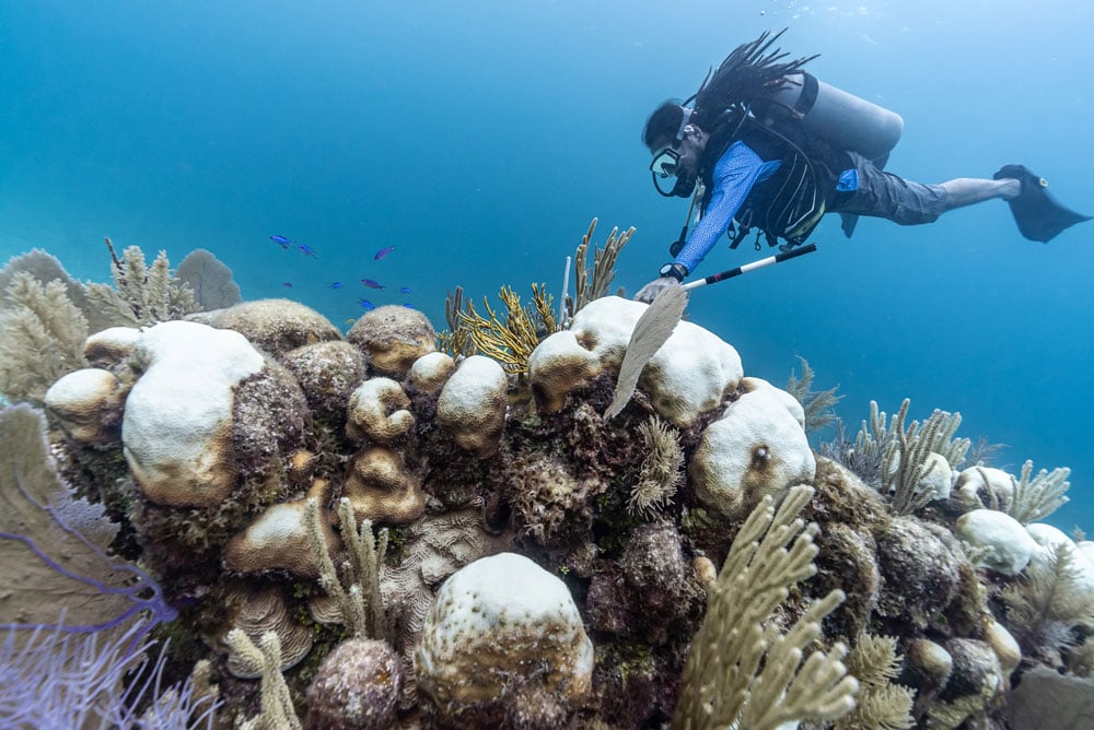 Coral Bleaching Awareness Month